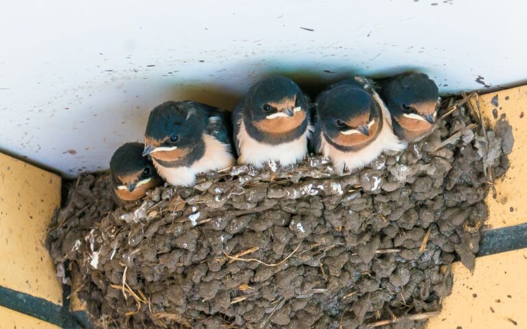 Svalor Bygger Bon På Taket Av Ditt Hus Och Du Vet Inte Varför ...